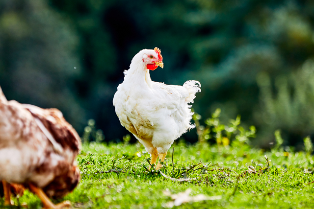 Bio Huhn Isa | Informationen zur Fleischrasse | Kaufnekuh