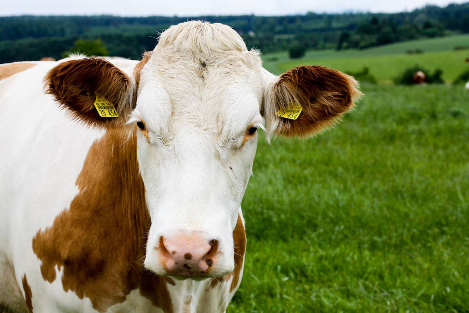 Simmentaler Rind | Informationen zur Fleischrasse | Kaufnekuh