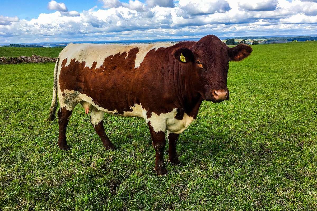 Pinzgauer| Informationen zur Fleischrasse | Kaufnekuh