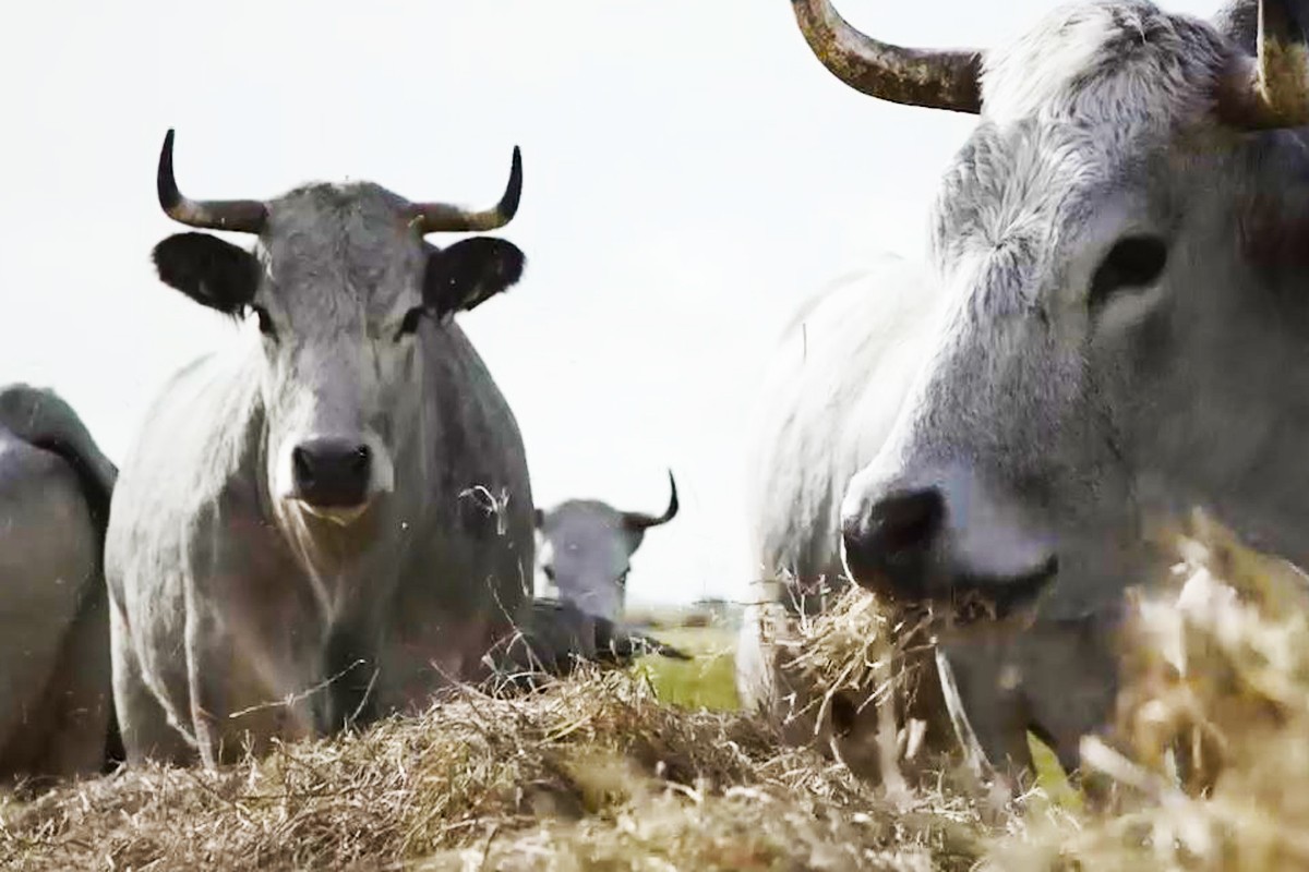 Gasconne | Informationen zur Fleischrasse | Kaufnekuh